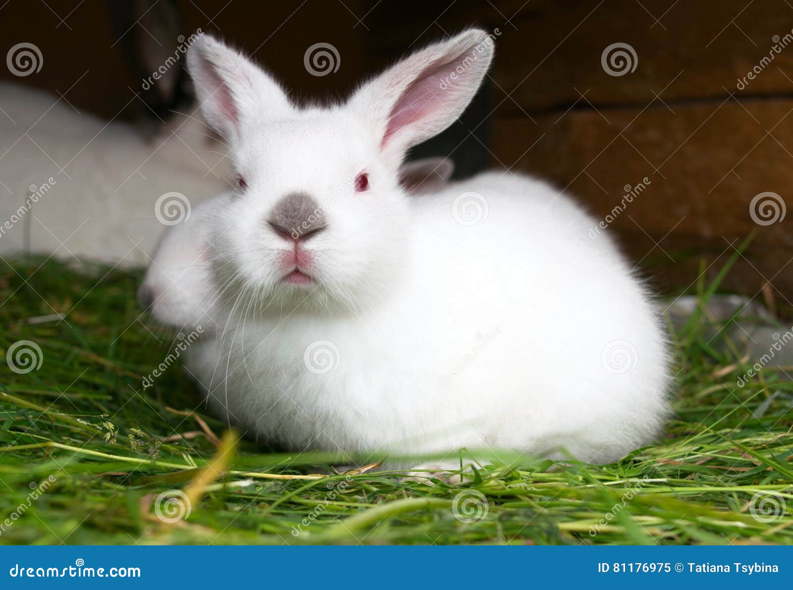 Nieuwsgierig Wit Konijn Met Rode Ogen Stock Afbeelding - Image of neus ...