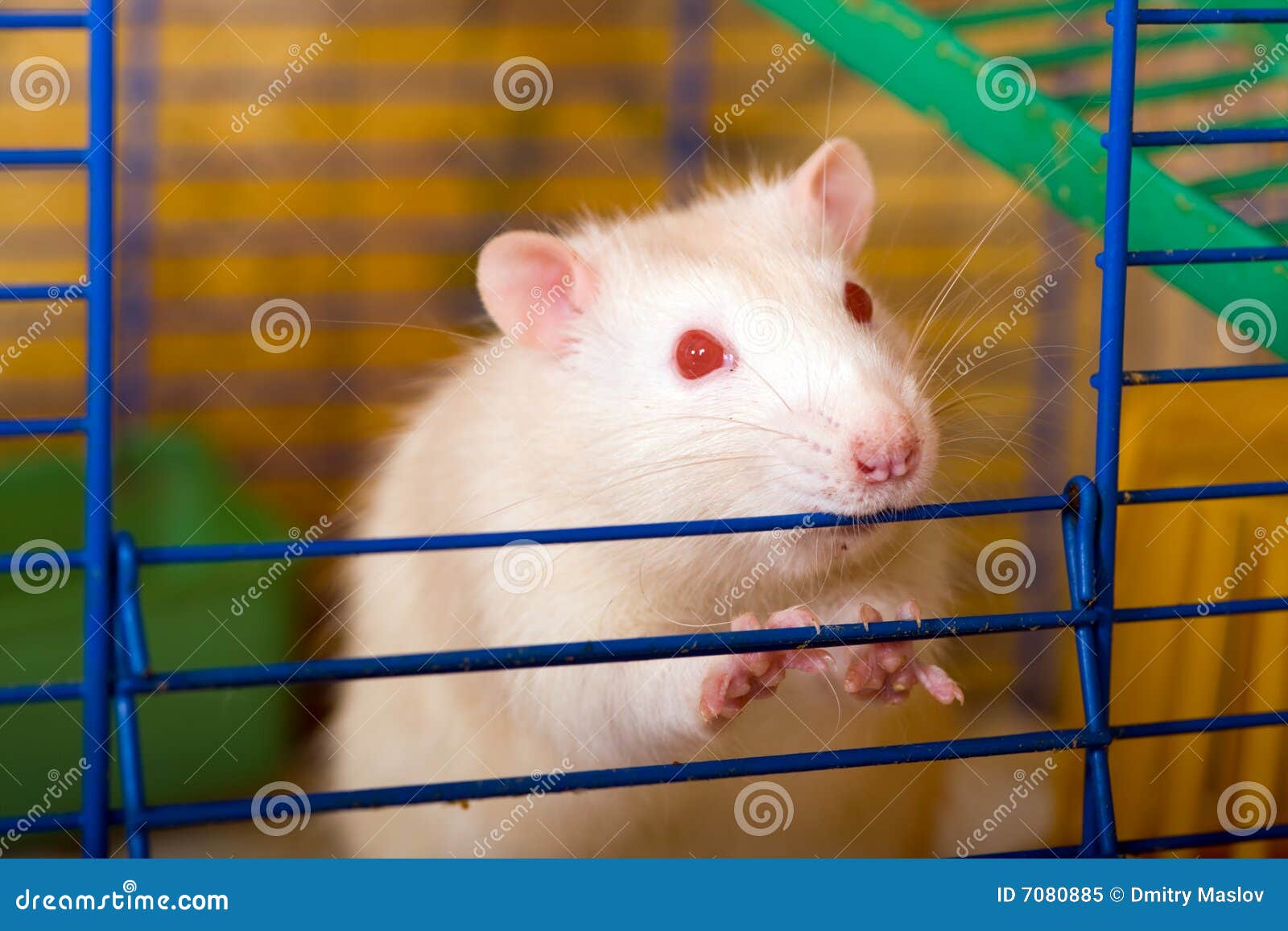 Nieuwsgierige blik stock afbeelding. Image of één, knaagdier - 7080885