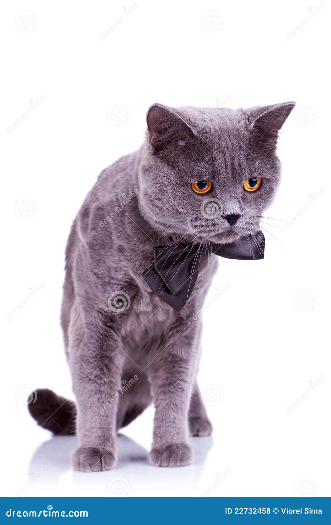 Nieuwsgierige Grote Engelse Kat Stock Foto - Image of geïsoleerd ...