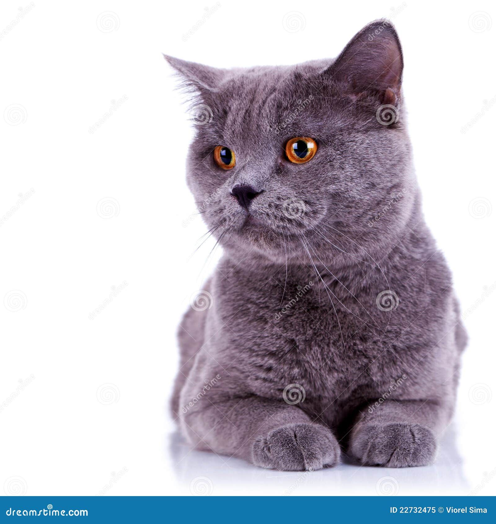 Nieuwsgierige Grote Engelse Kat Stock Afbeelding - Image of enkelvoudig ...