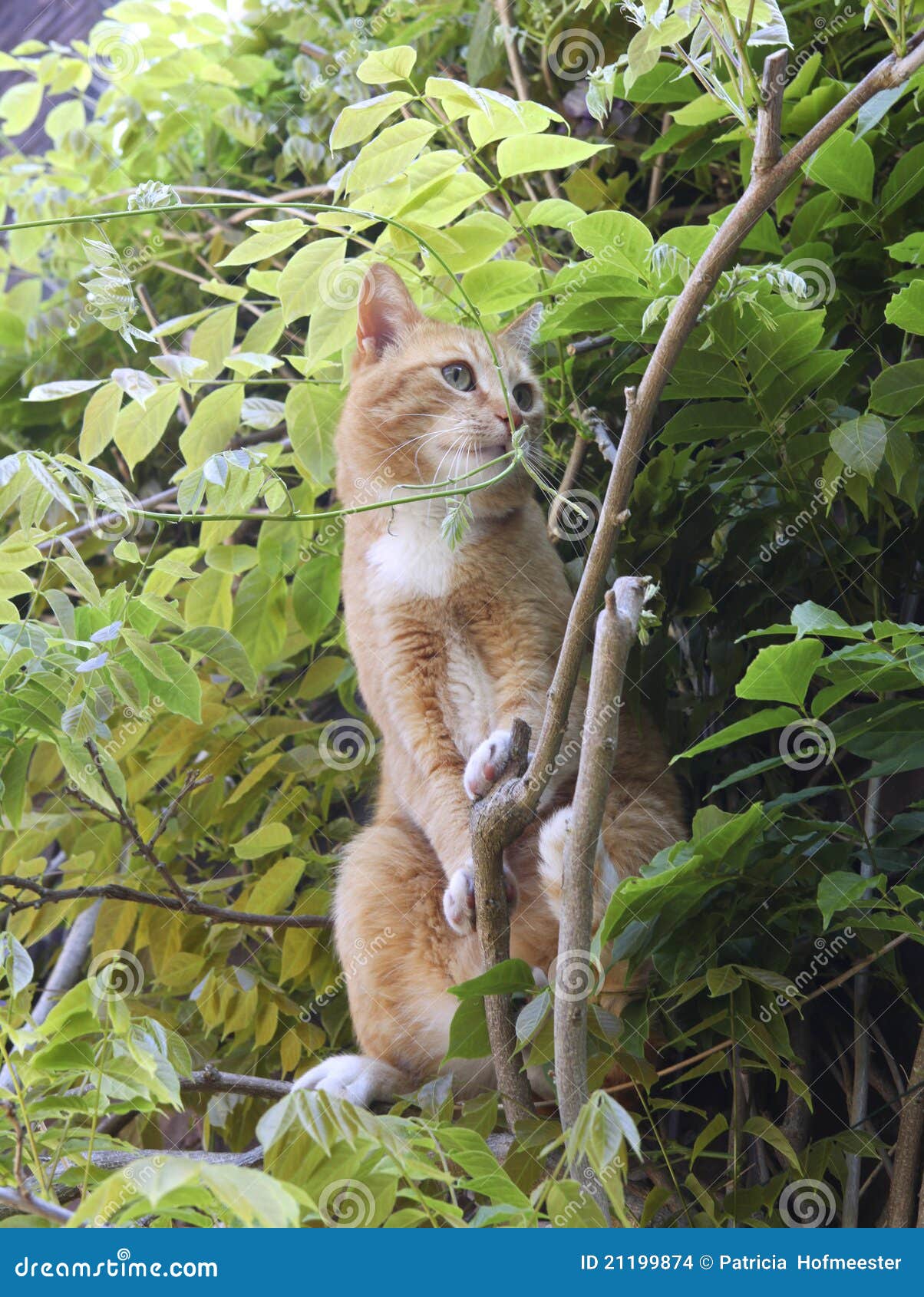 Nieuwsgierige Rode Kat in Boom Stock Foto - Image of zoogdier, persen ...