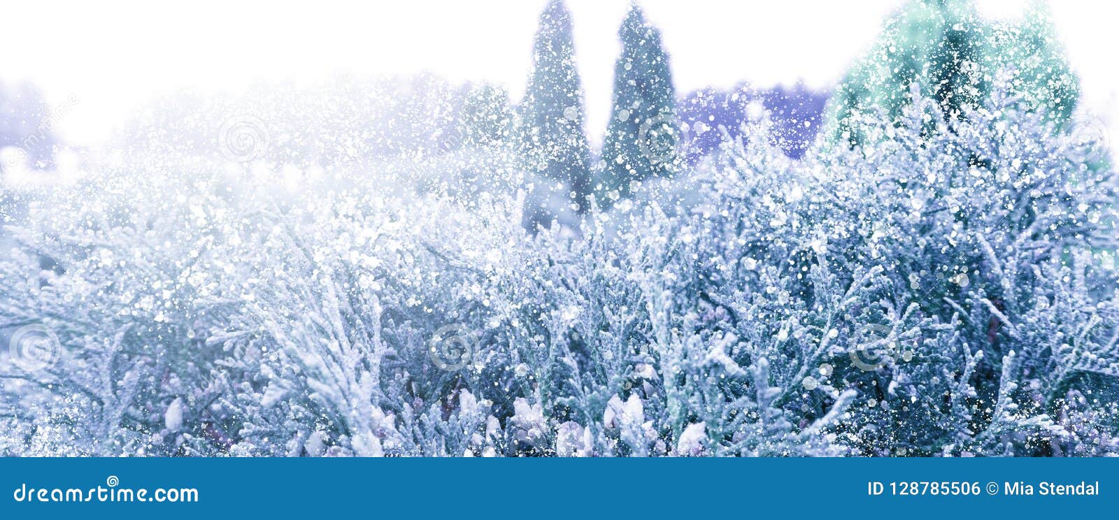 Nieve Background Picea En La Nieve Foto de archivo - Imagen de cubierto ...