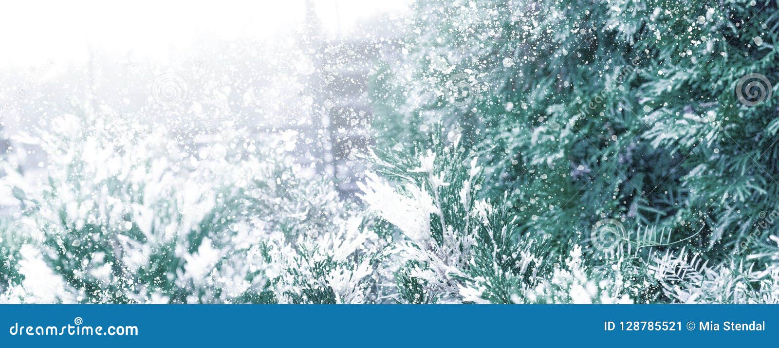 Nieve Background Picea En La Nieve Imagen de archivo - Imagen de ...