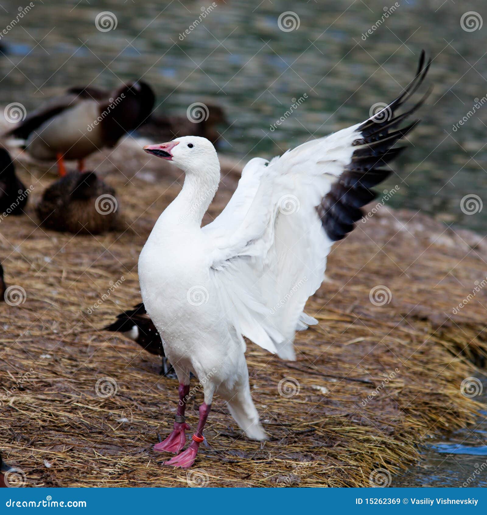 Nieve, o ganso azul imagen de archivo. Imagen de nieve - 15262369