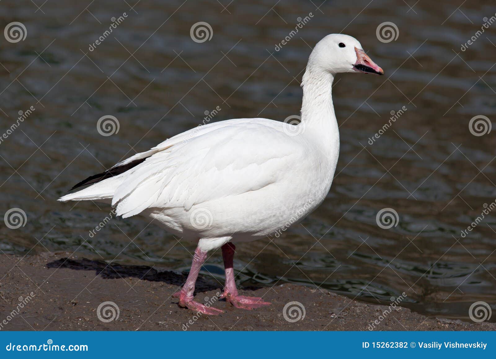 Nieve, o ganso azul foto de archivo. Imagen de azul, medio - 15262382