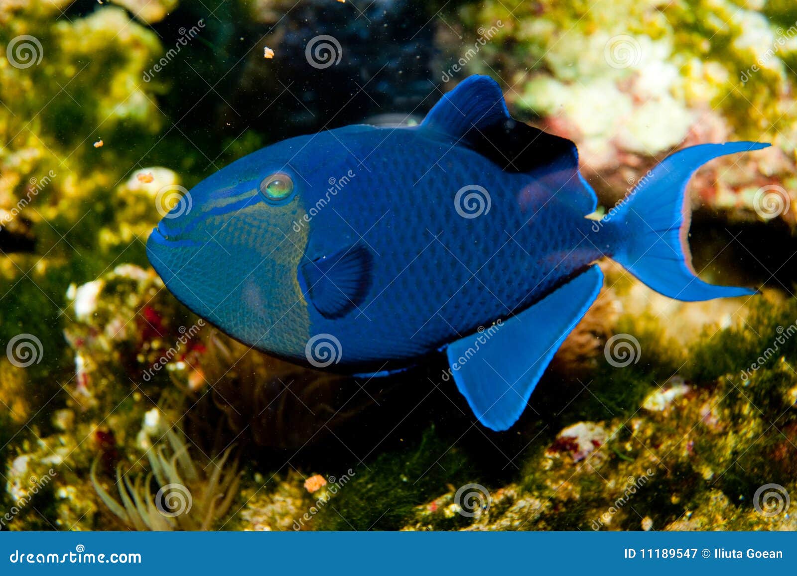 Niger or Red Toothed Triggerfish Stock Image - Image of tank ...