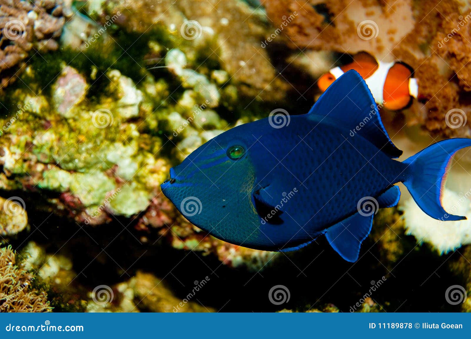Niger or Red Toothed Triggerfish Stock Photo - Image of coral, odonus ...