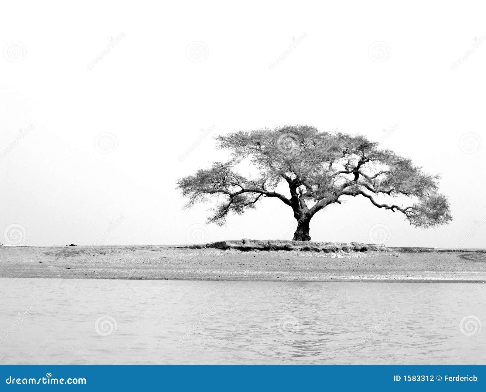 Niger River Tree stock photo. Image of striking, flow - 1583312