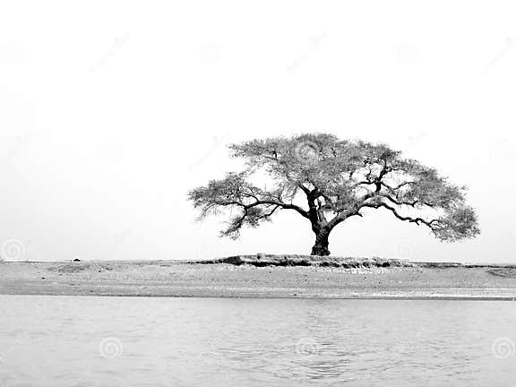 Niger River Tree stock photo. Image of striking, flow - 1583312