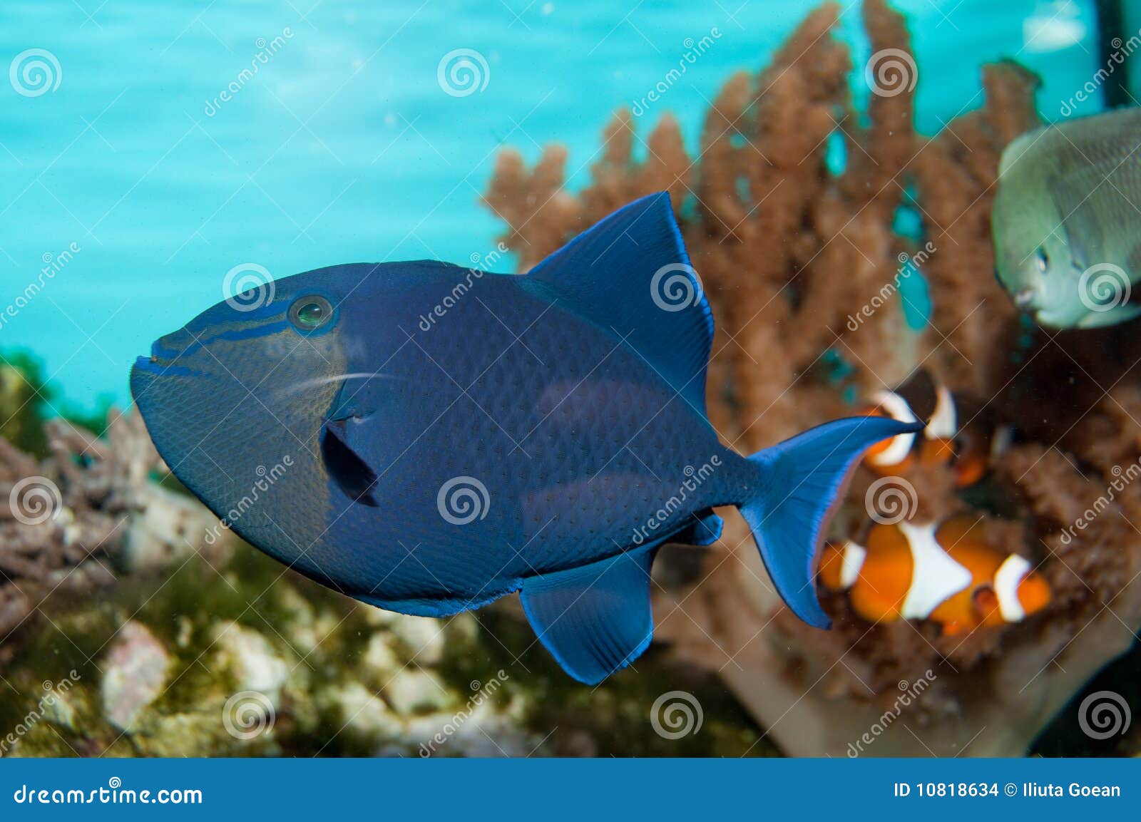 Niger Triggerfish stock photo. Image of tank, coral, aquarium - 10818634