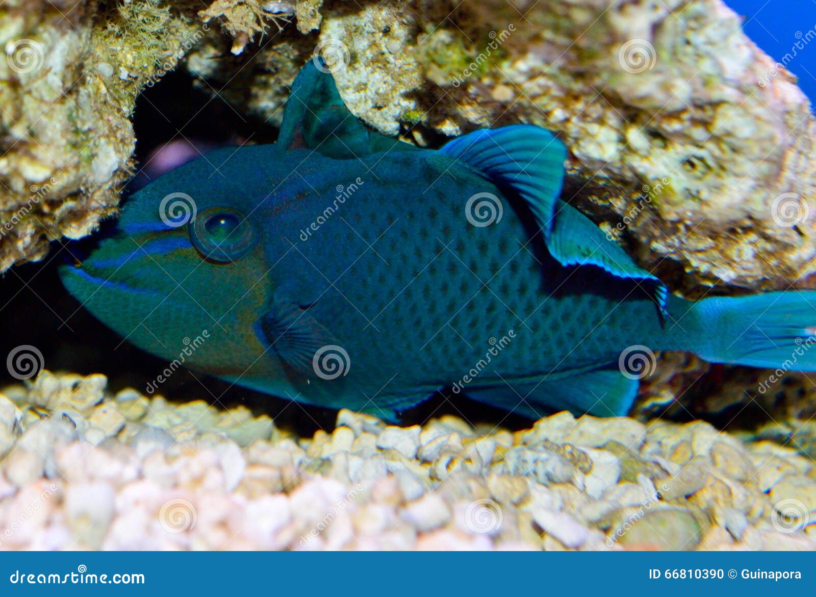 Niger Triggerfish stock photo. Image of rouges, redtooth - 66810390