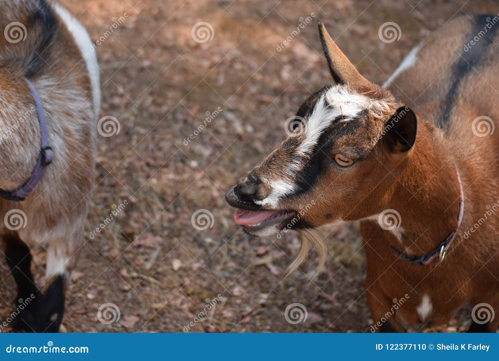 Nigerian Dwarf Goat Bleating Stock Photo - Image of brown, animal ...