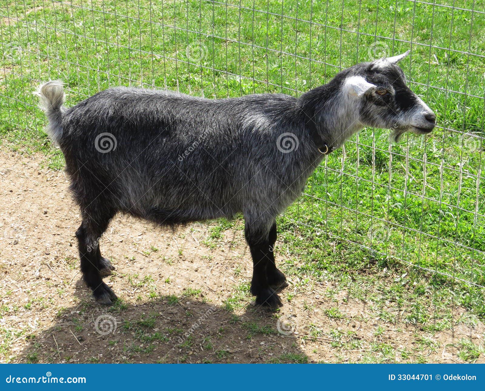 Nigerian Dwarf goat stock image. Image of cute, goats - 33044701