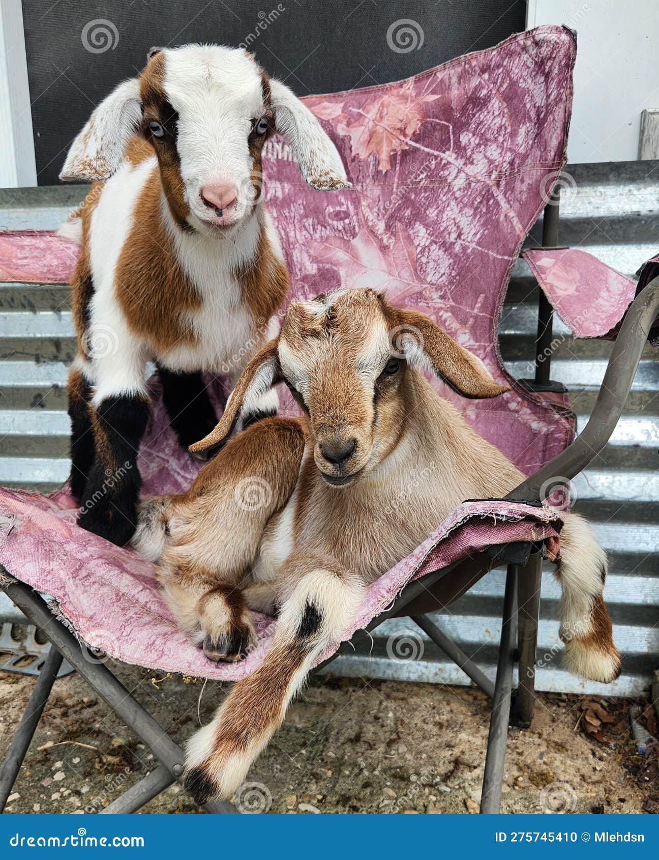 Goat Kids Royalty-Free Stock Photography | CartoonDealer.com #142804751