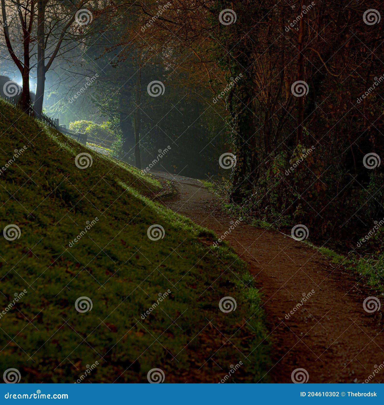 Nigh Time Image of Eerily Lit Path Besides Trees and Grassy Incline ...