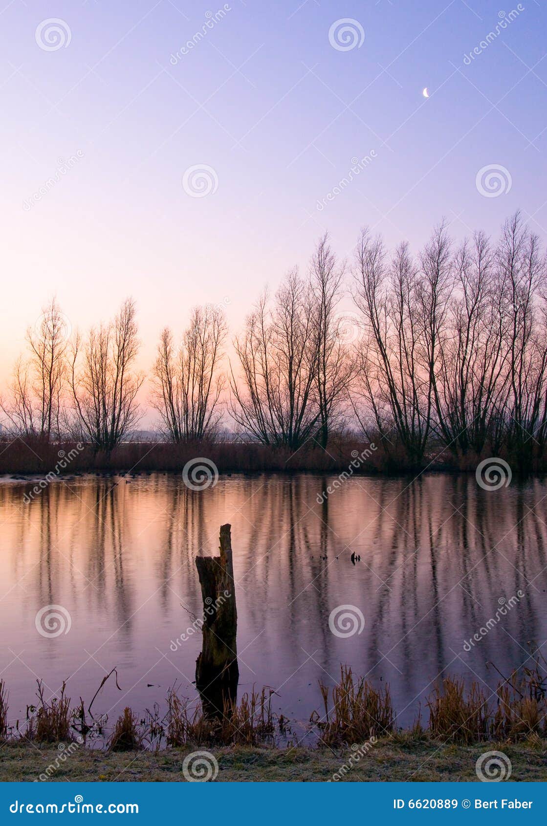 Night stock image. Image of tree, blue, nature, sunfall - 6620889