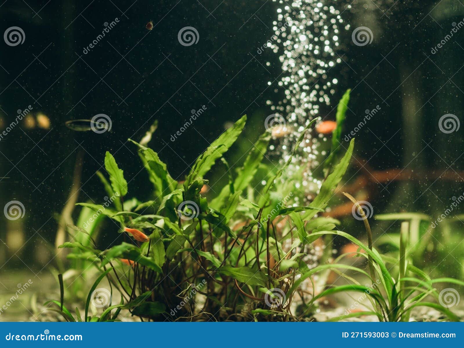 Night Aquarium with Fish and Algae, Hobby, Aquarium Decor Stock Image ...