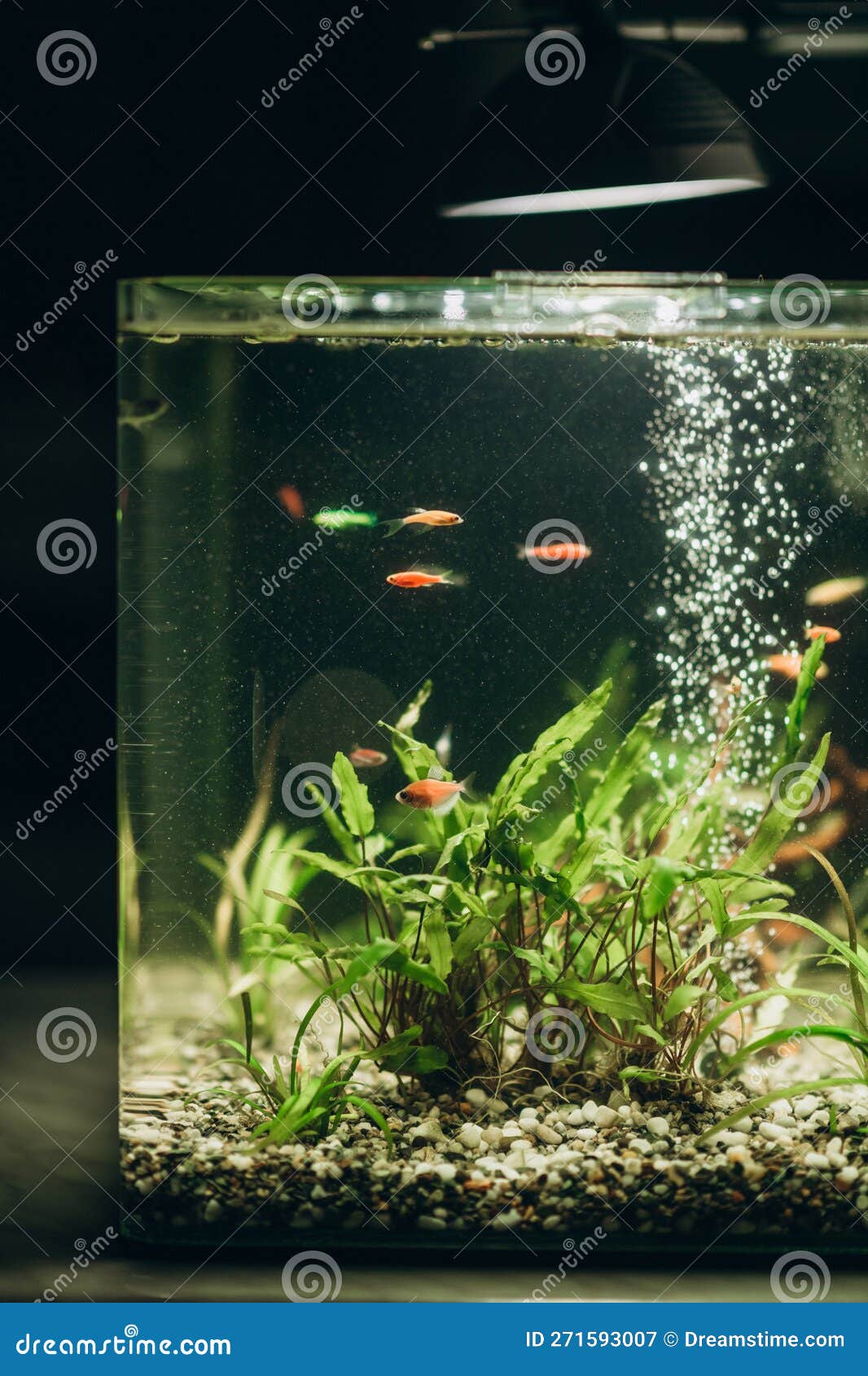 Night Aquarium with Fish and Algae, Hobby, Aquarium Decor Stock Image ...