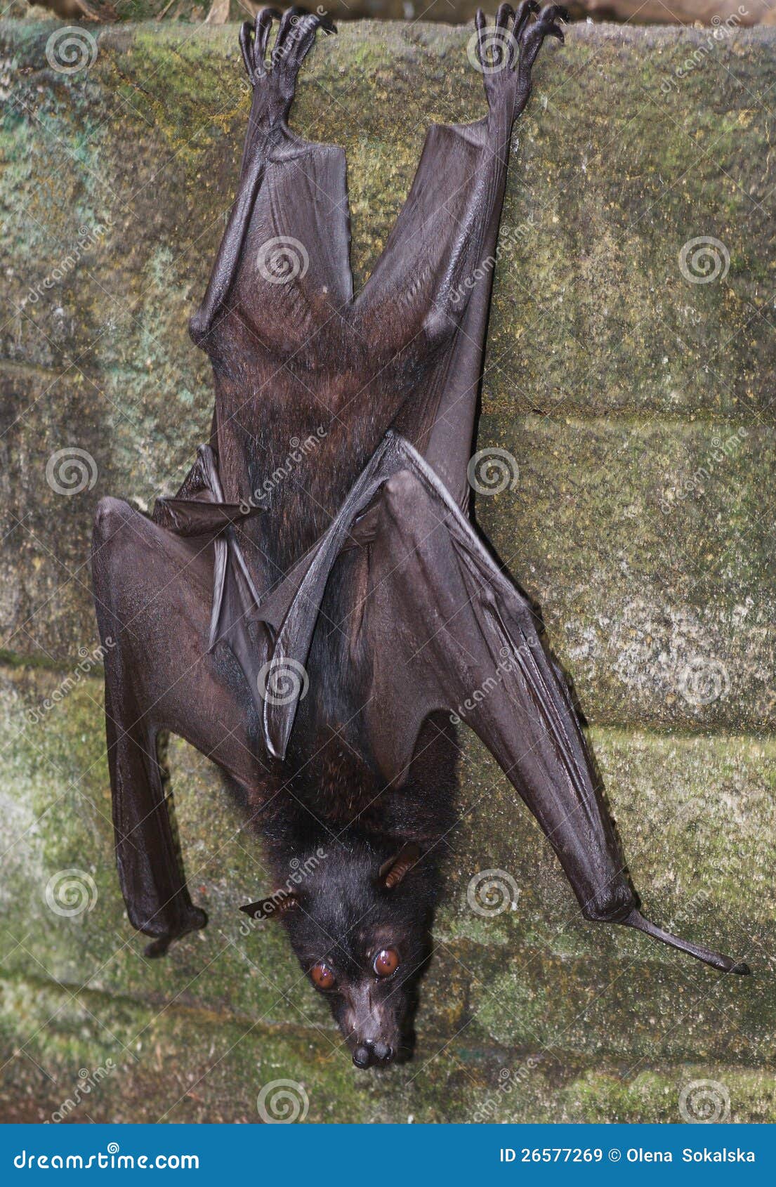Night bat stock image. Image of giant, exotic, mammal - 26577269