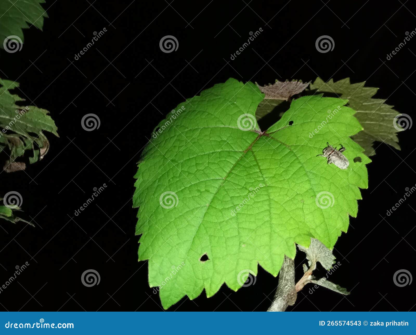 Night Beetle Pests Stock Photos - Free & Royalty-Free Stock Photos from ...