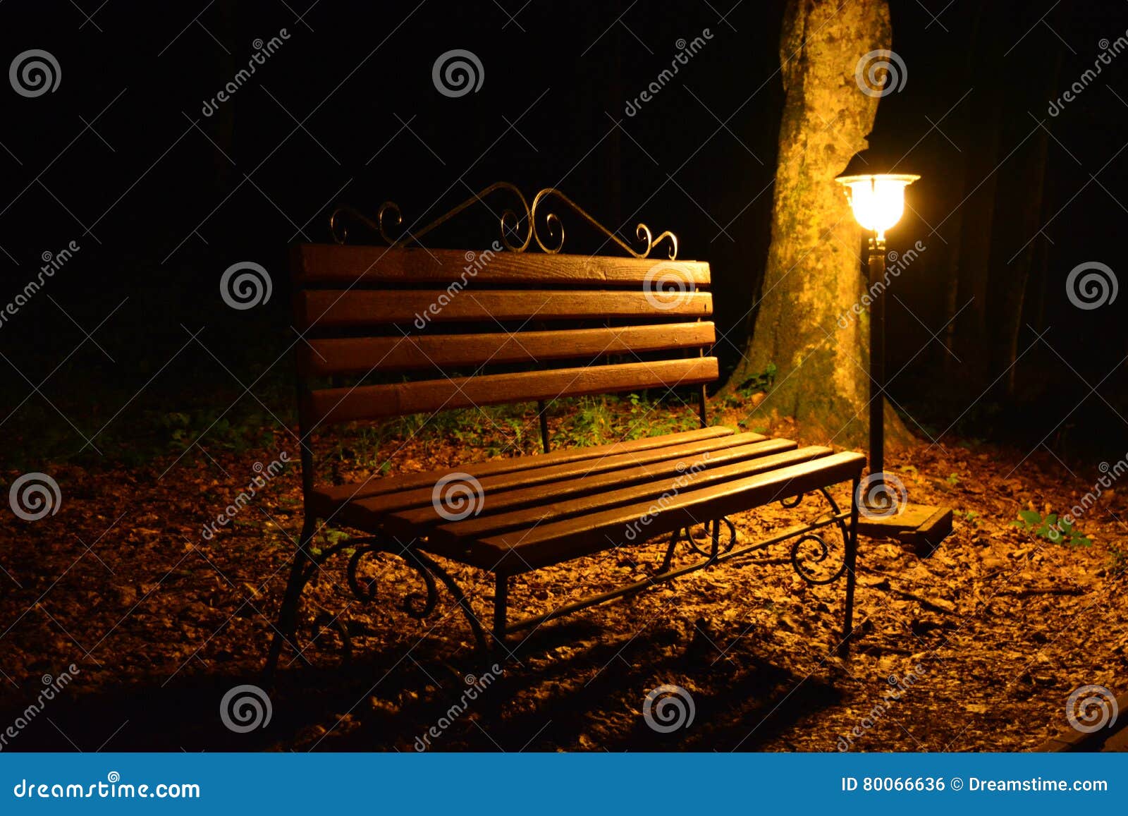 Night bench stock photo. Image of alexandria, nature - 80066636