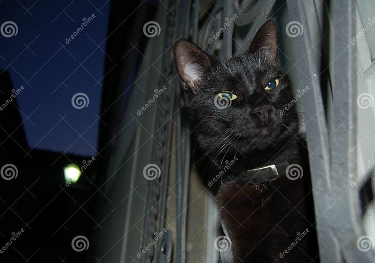 Night black cat stock image. Image of animal, lamp, look - 3081241