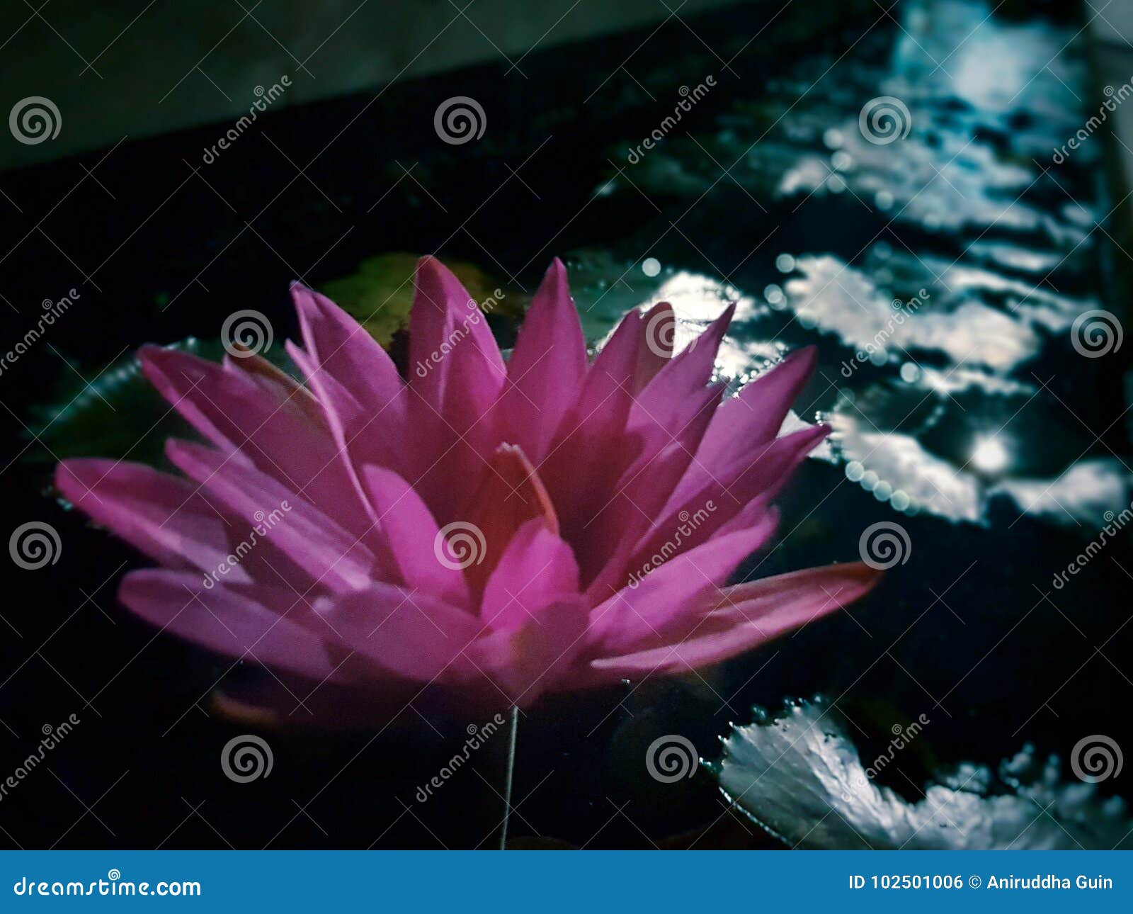 Night bloom stock photo. Image of vibrant, dark, blossom - 102501006