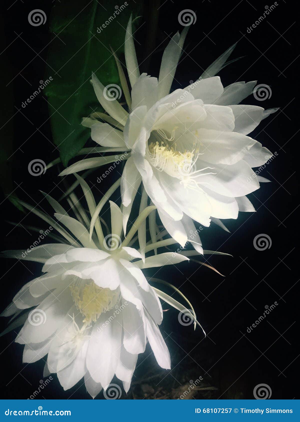 Night Blooming Cereus stock image. Image of blooms, late - 68107257