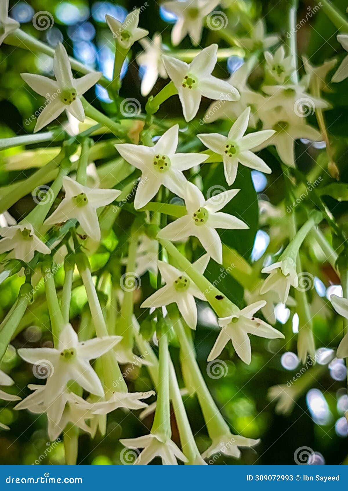 Night Blooming Jasmine Flower with Details Texture Stock Image - Image ...
