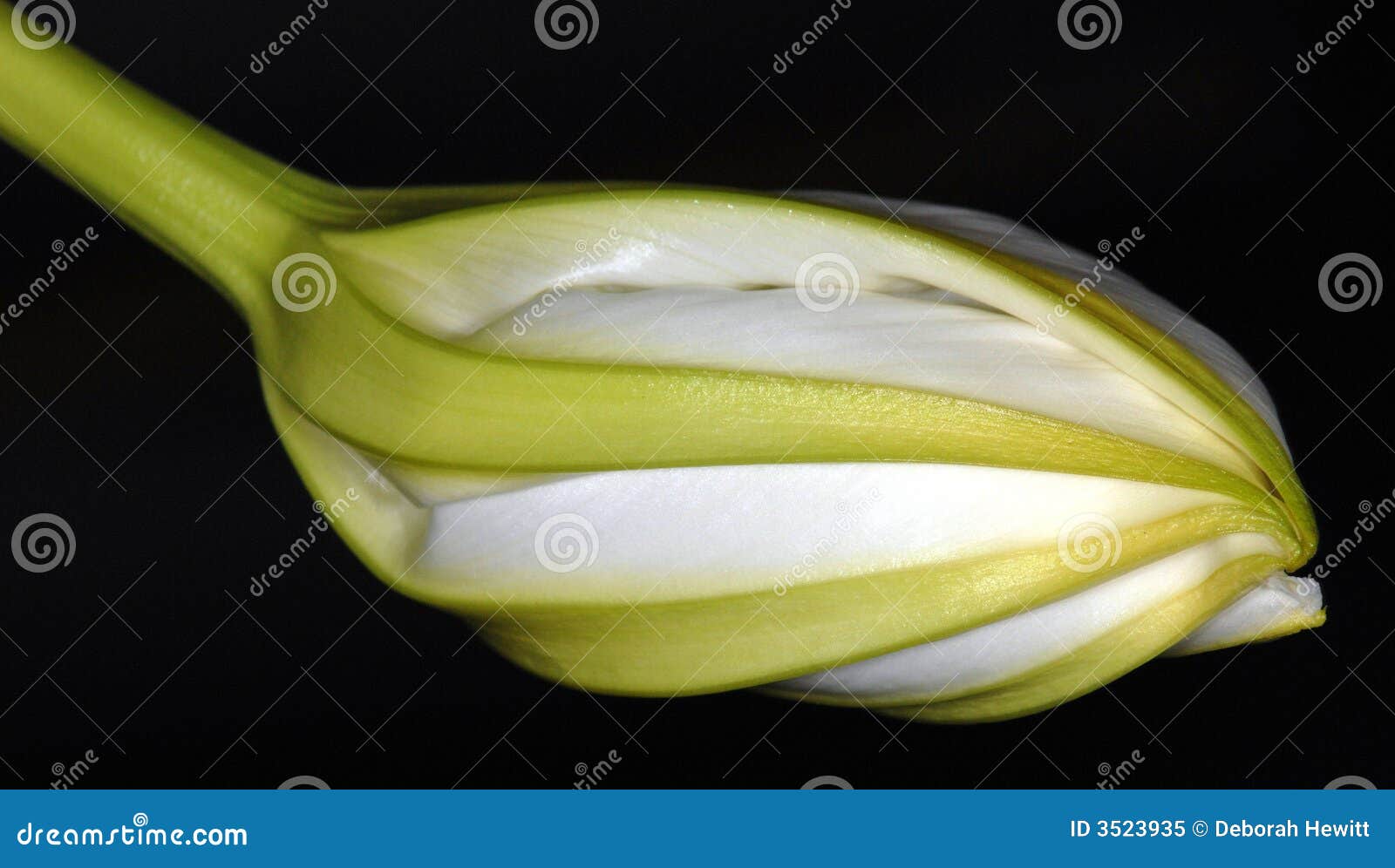 Night-Blooming Moonflower stock image. Image of moonflower - 3523935