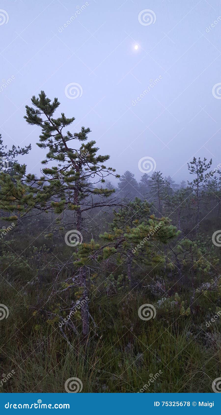 Night in Bog stock photo. Image of night, landscape, estonia - 75325678