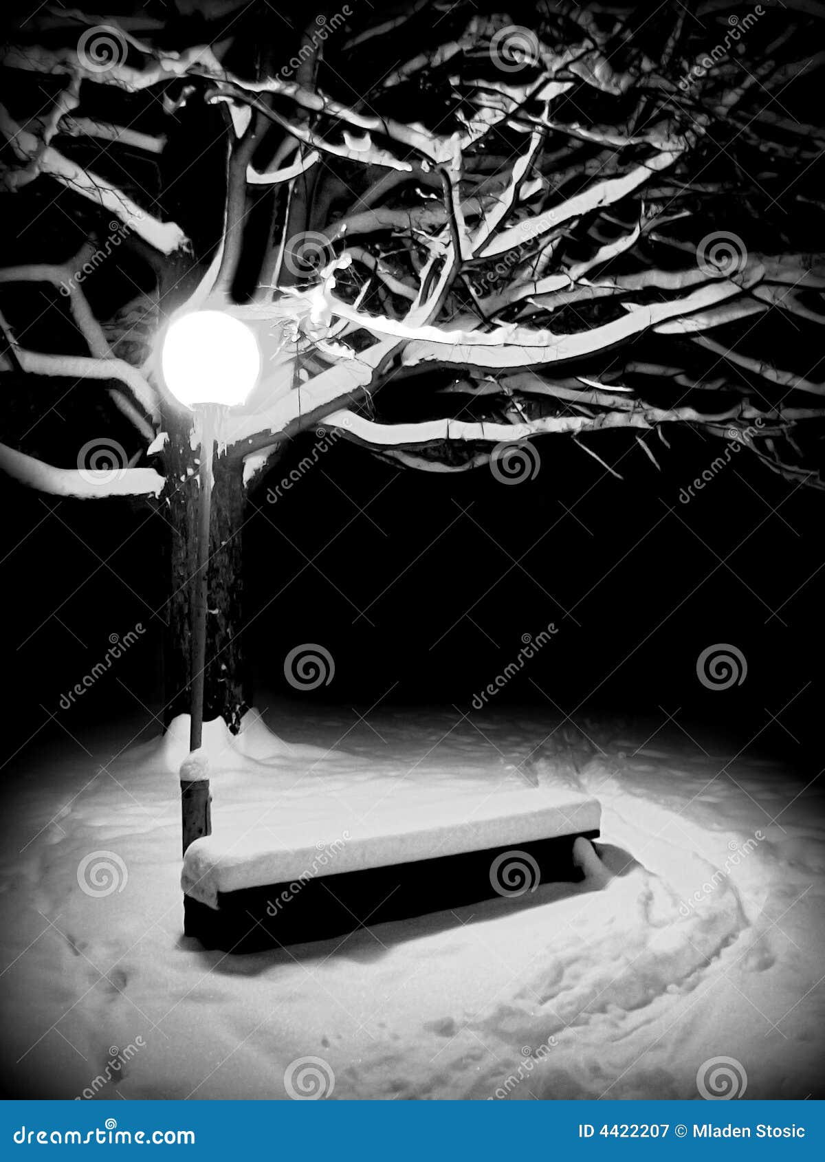 Night branch stock image. Image of park, romantic, three - 4422207