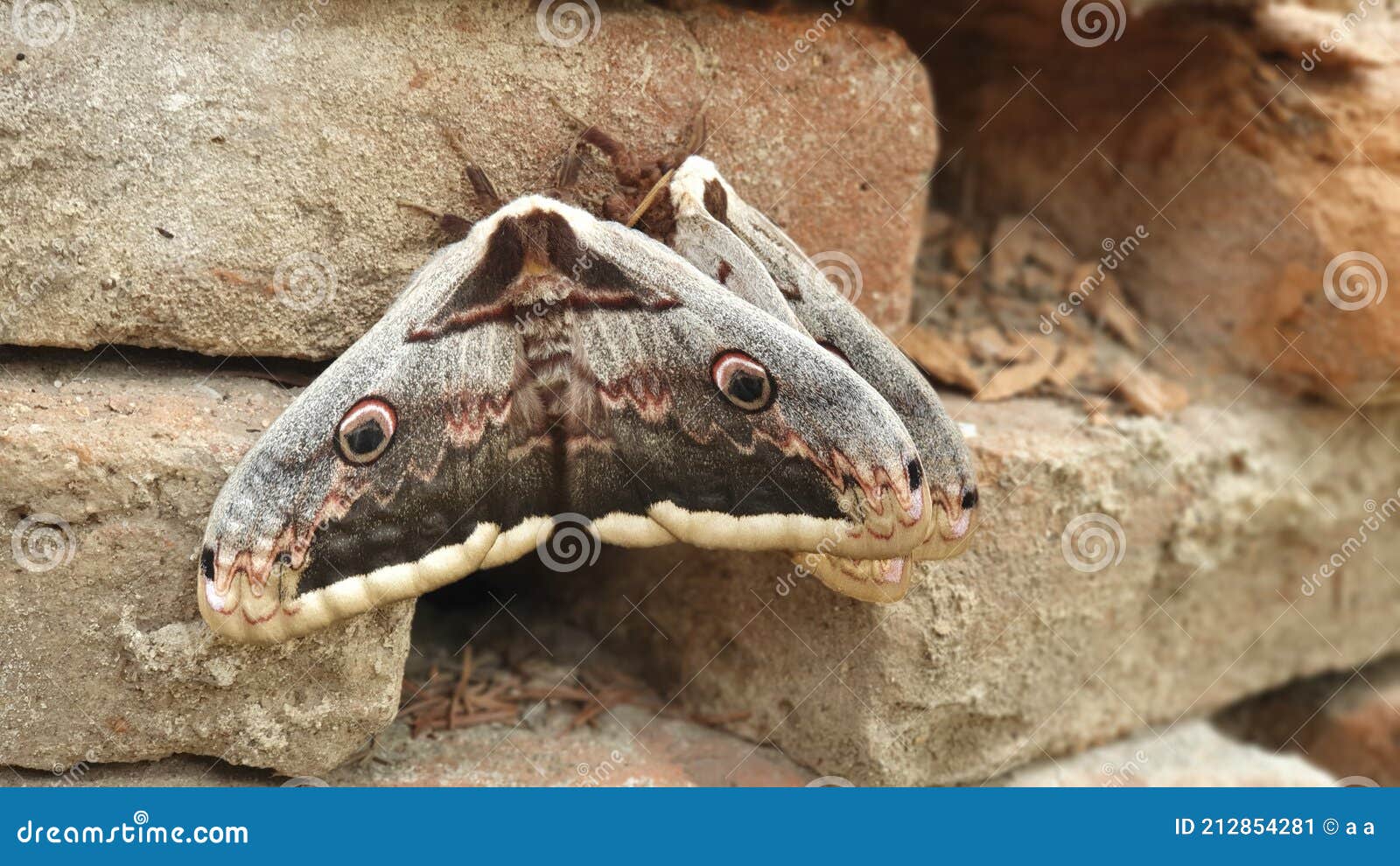 Night butterflies stock image. Image of soil, amphibian - 212854281