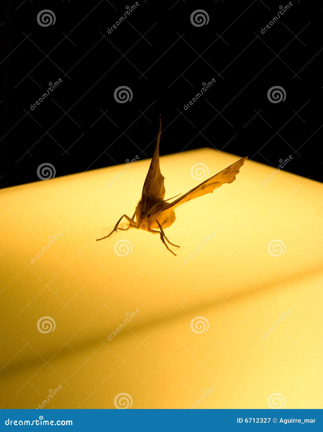 Night Butterfly stock image. Image of buterfly, butterfly - 6712327