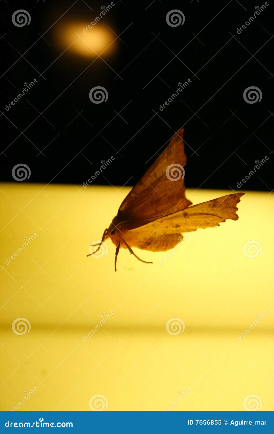 Night Butterfly stock image. Image of nature, contrast - 7656855