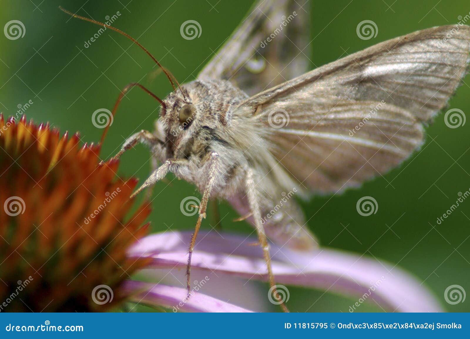 Night Butterfly during a Day Stock Image - Image of animal, flower ...