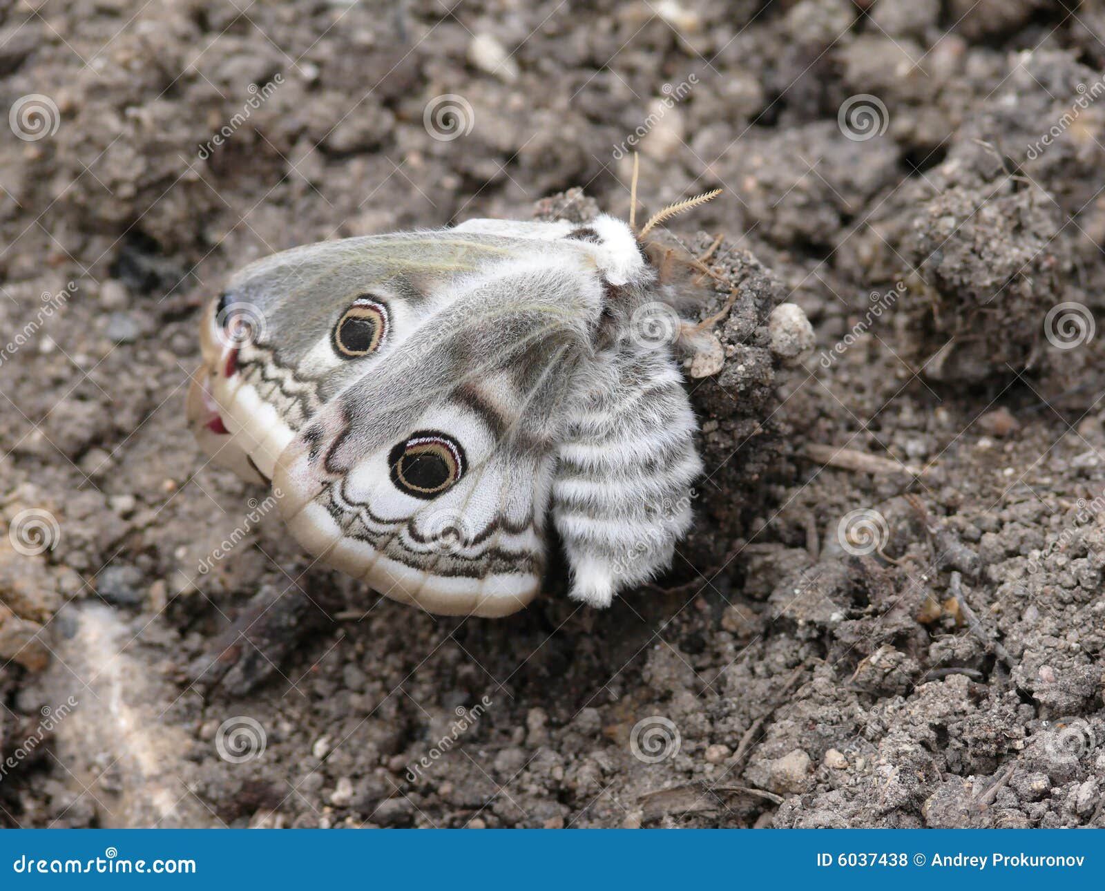 Night butterfly. a moth stock photo. Image of light, large - 6037438