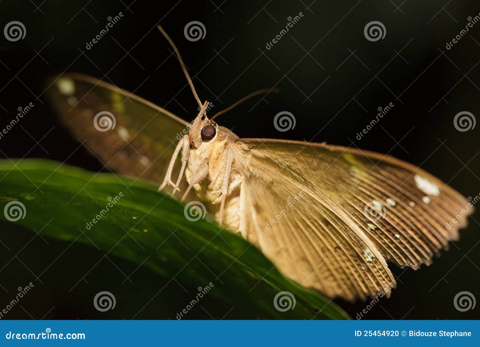Night butterfly portrait stock photo. Image of portrait - 25454920