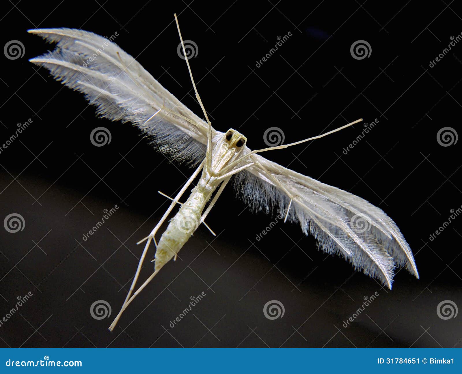 Night Butterfly Pterophoridae Stock Image - Image of macro, insects ...
