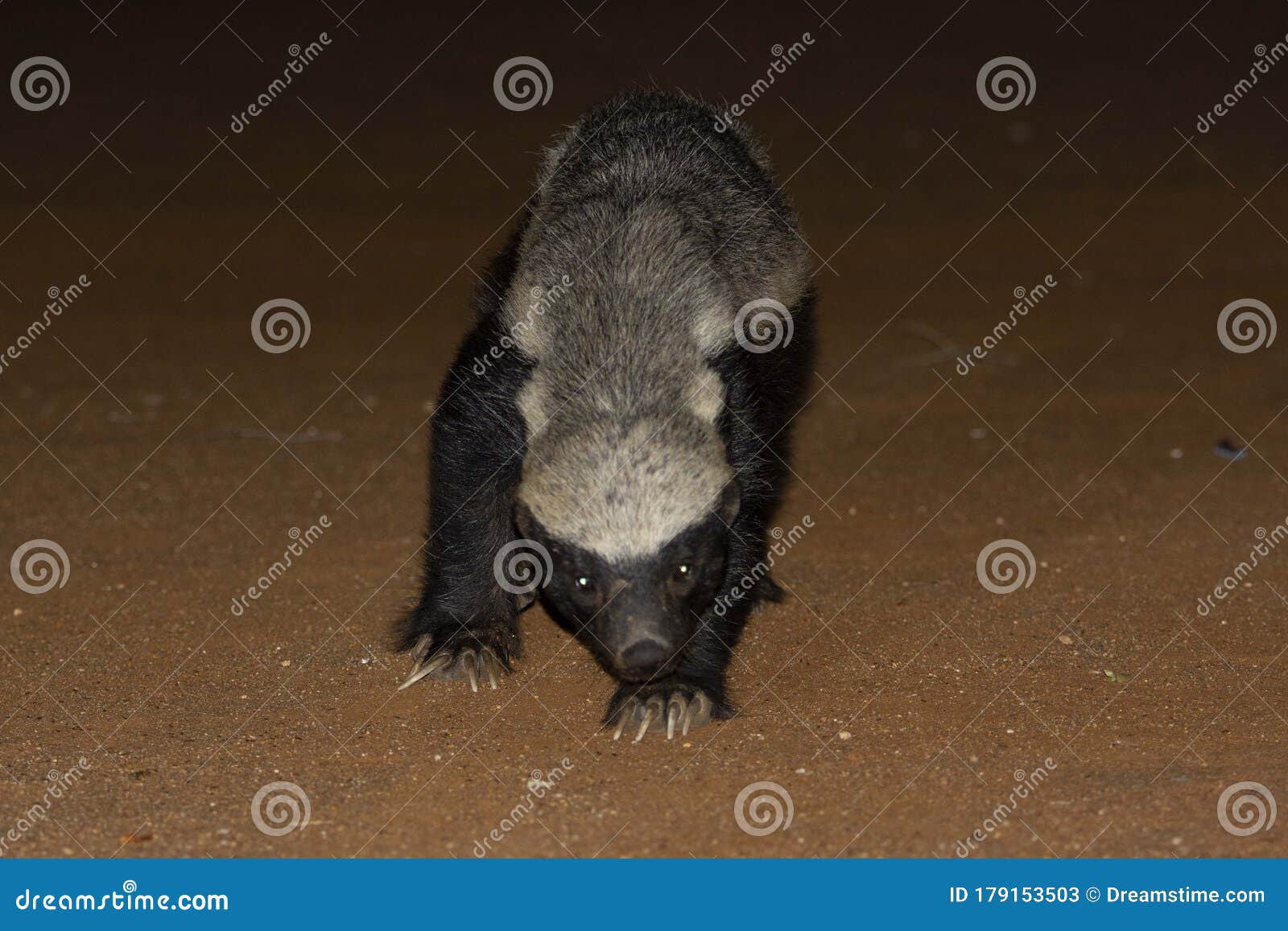 Night Capture of an African Honey Badger Stock Image - Image of asia ...
