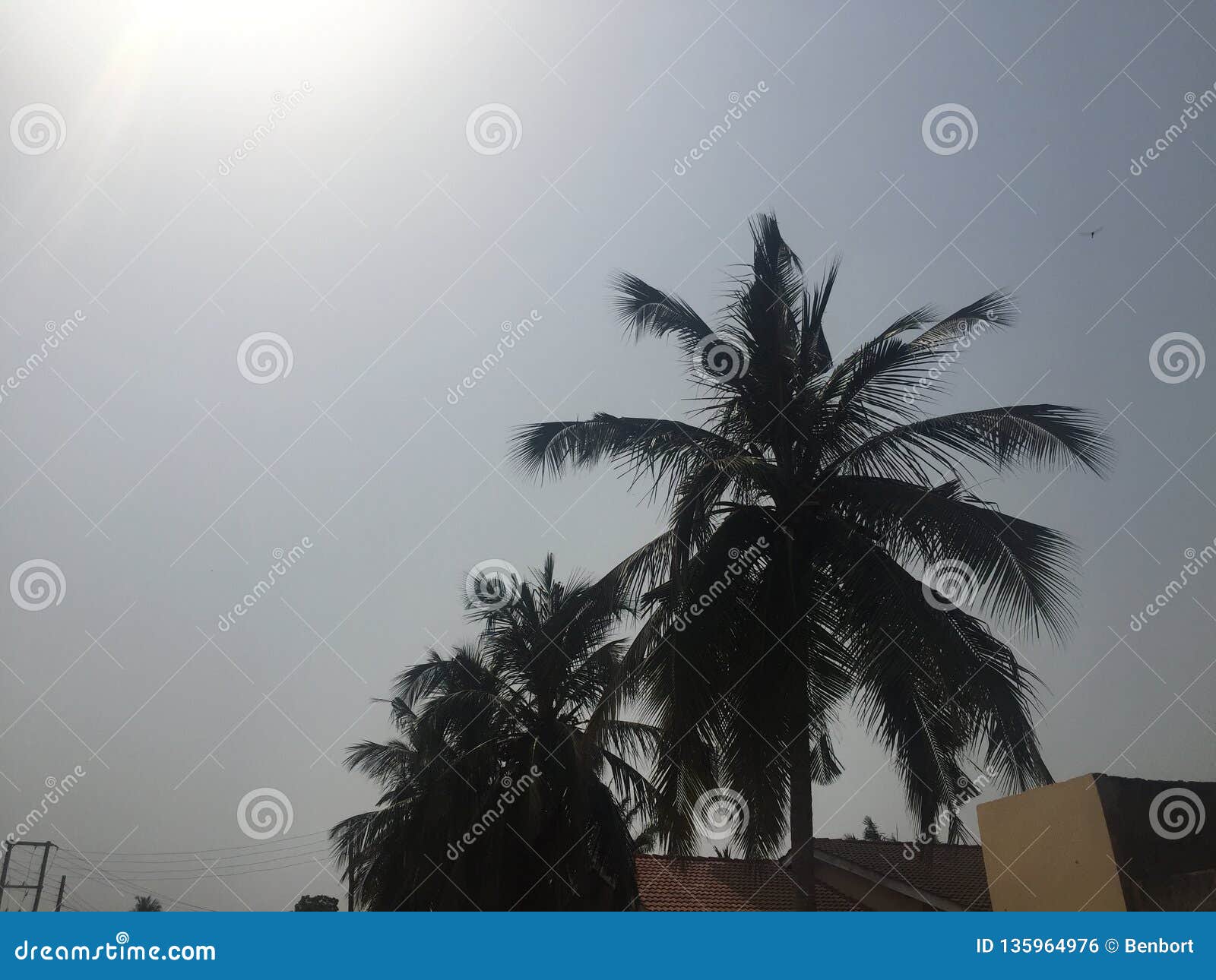 Sunset and Coconut tree stock photo. Image of night - 135964976