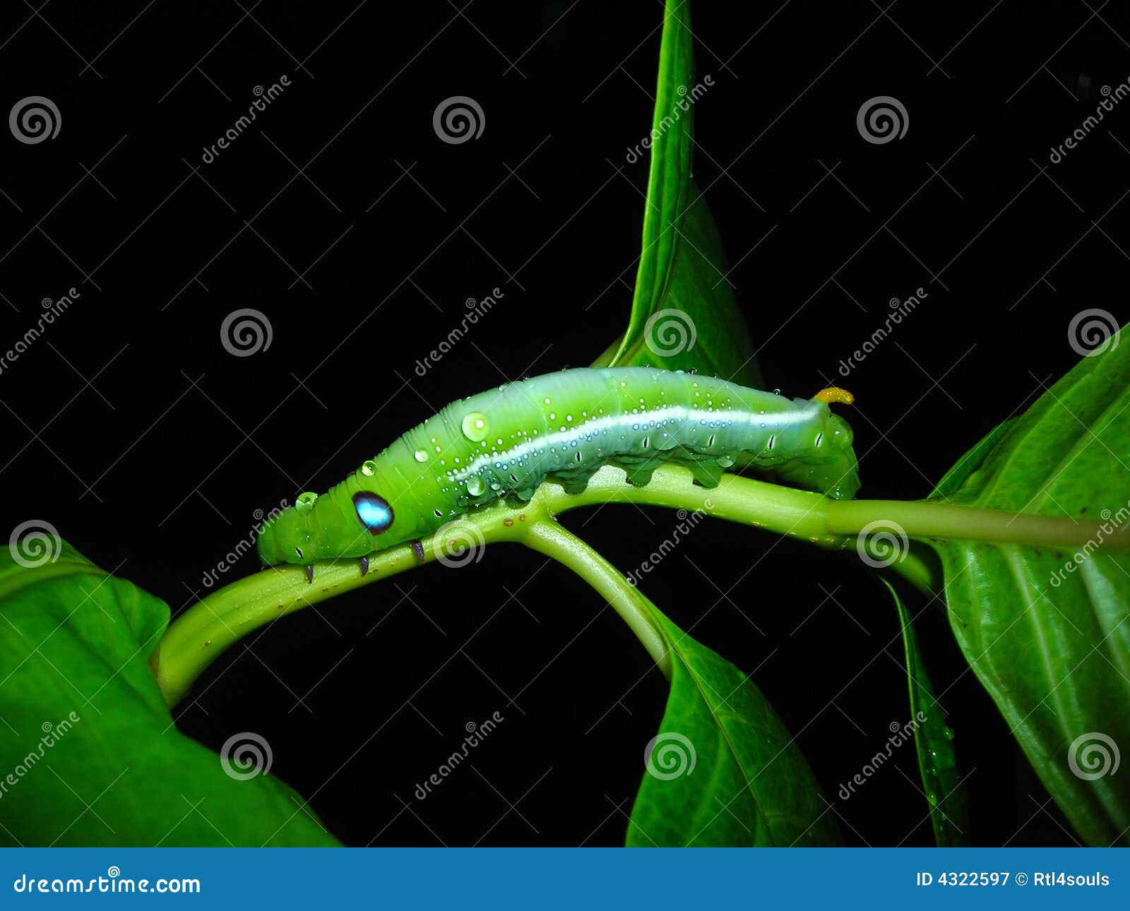 Night Crawler stock image. Image of moist, afraid, entomolgy - 4322597