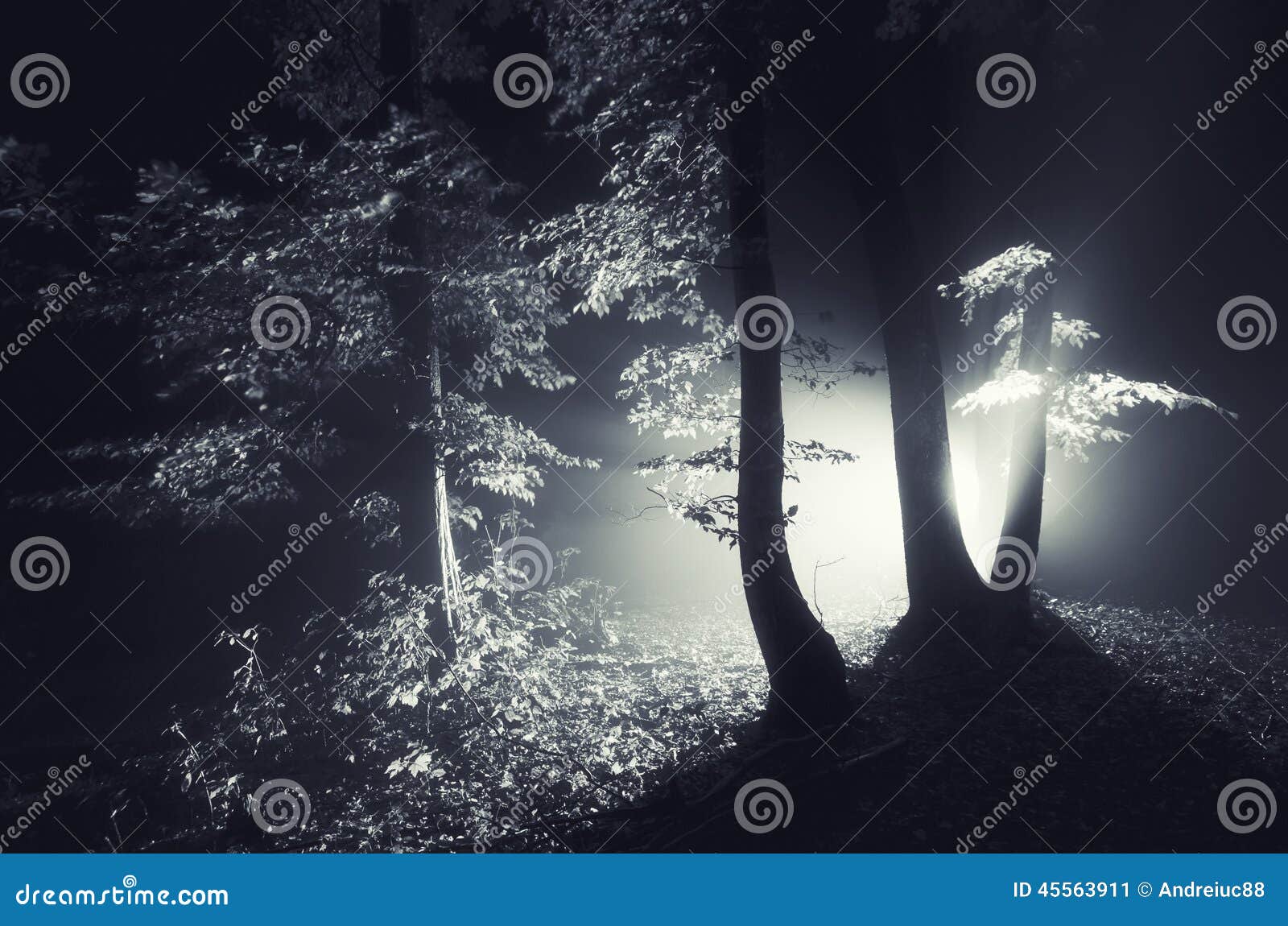 Night in a Dark Mysterious Forest with Fog and Light Stock Image ...