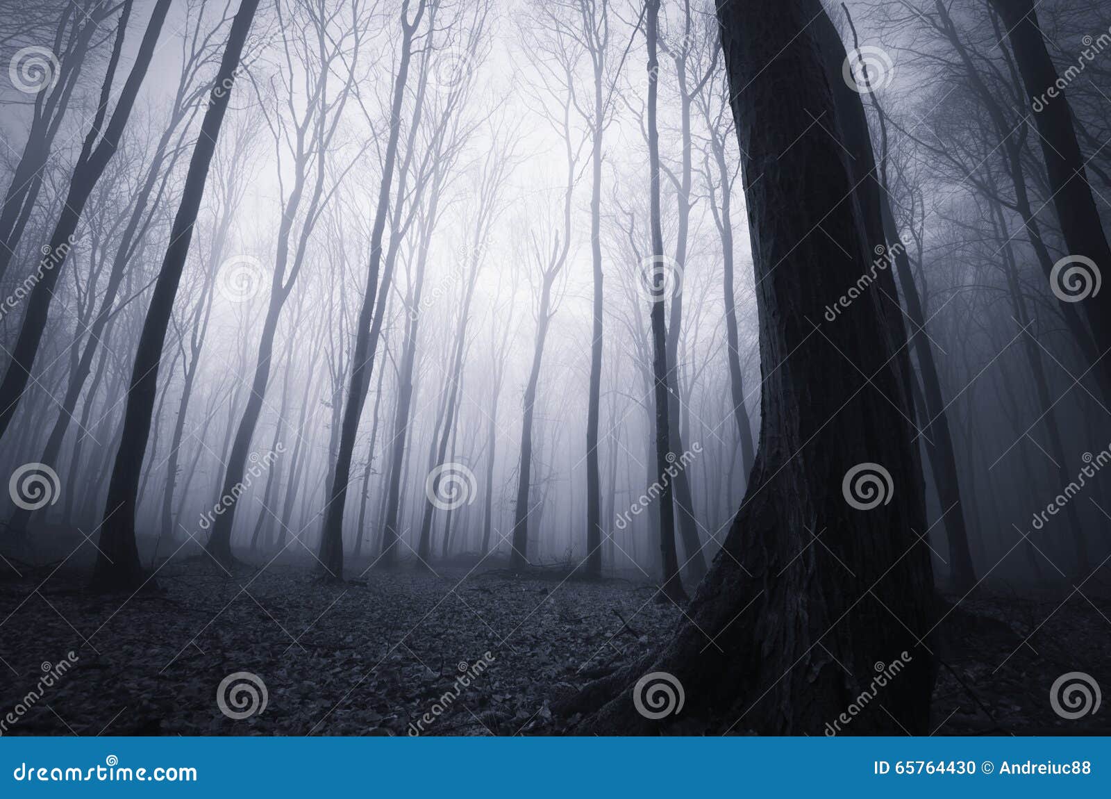 Night in a Dark Mysterious Haunted Forest with Fog Stock Photo - Image ...