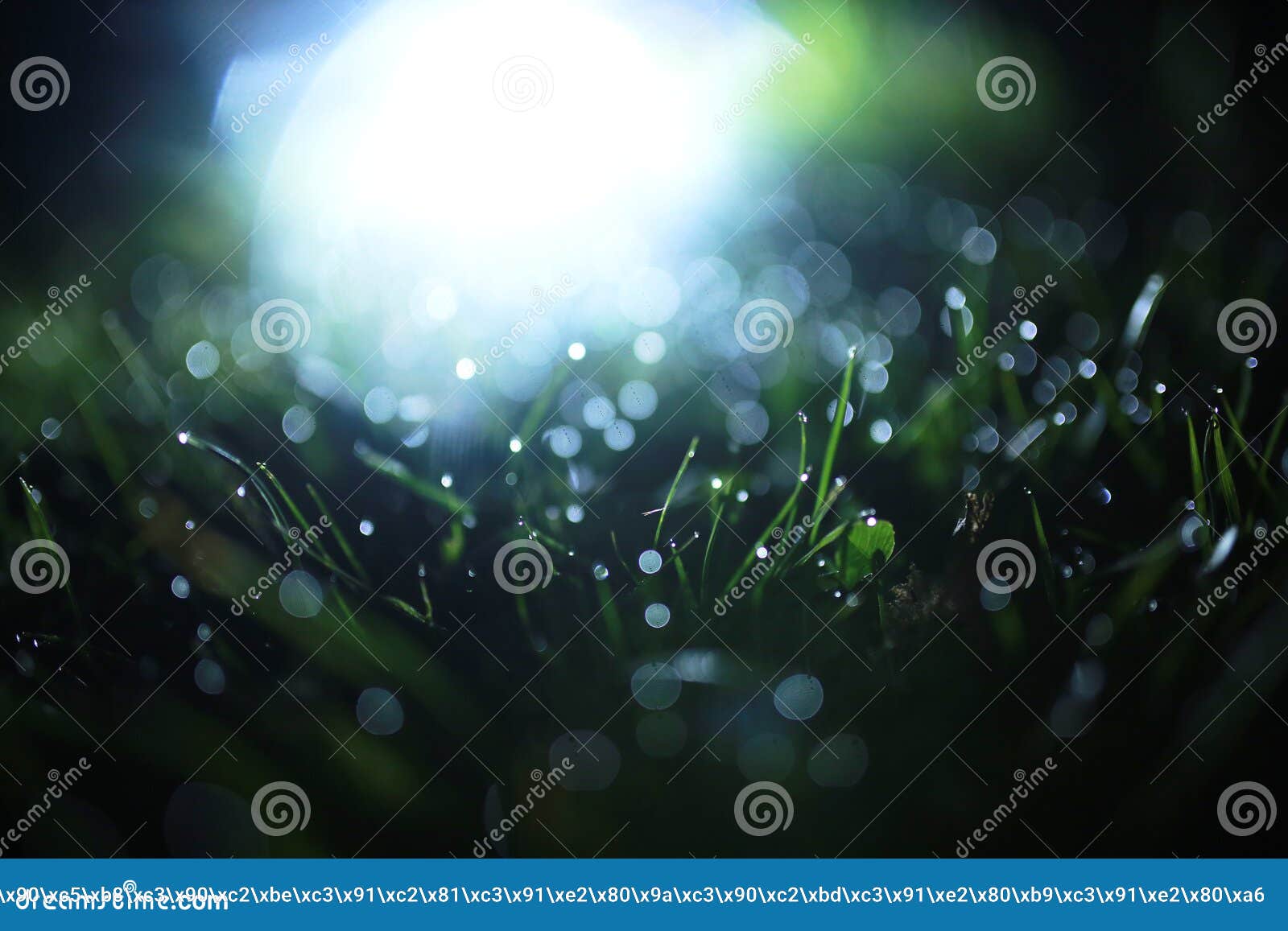 Night dew on the grass stock image. Image of blade, night - 93512543