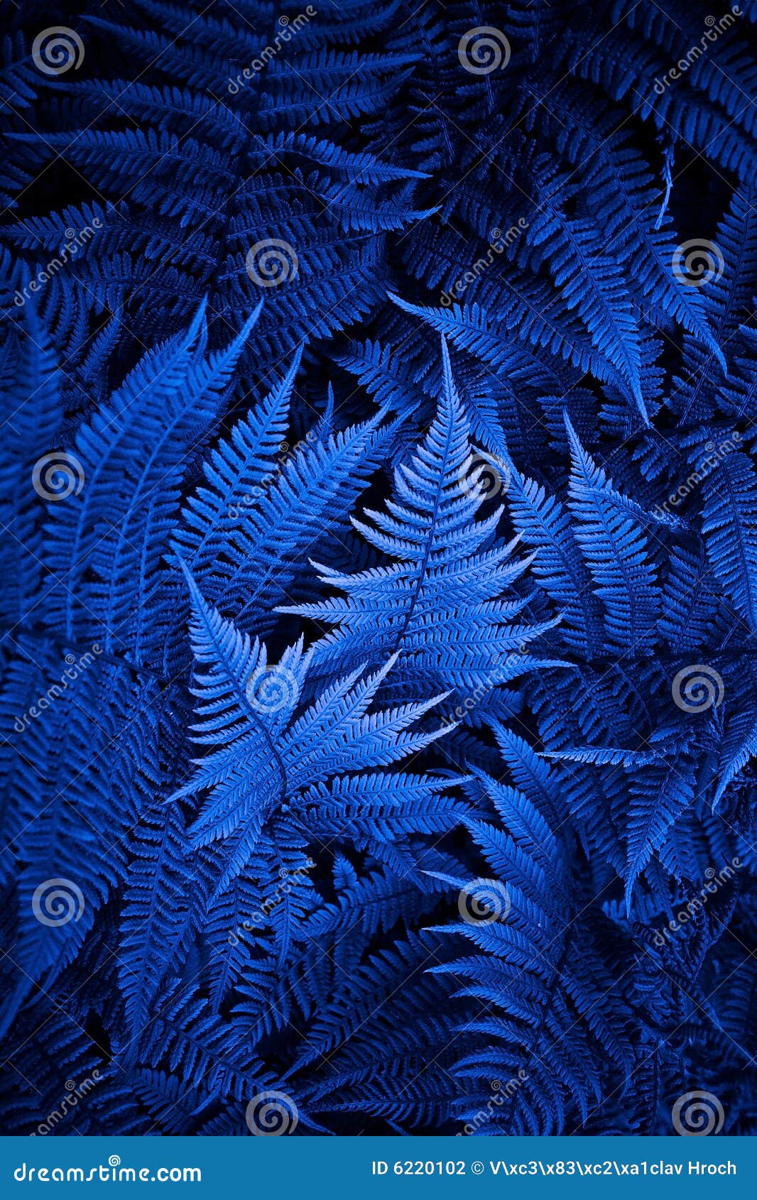 Night fern stock photo. Image of fresh, botany, botanical - 6220102
