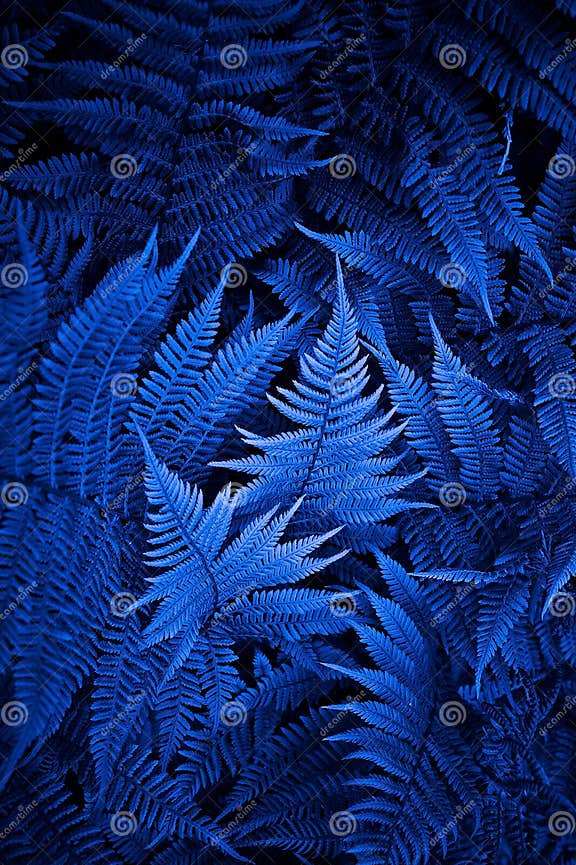 Night fern stock photo. Image of fresh, botany, botanical - 6220102