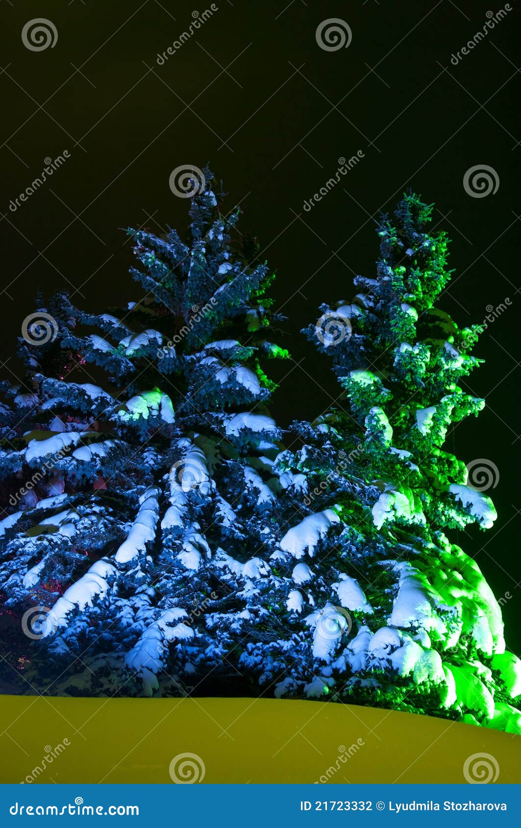 Night Fir-tree stock photo. Image of landscape, forest - 21723332