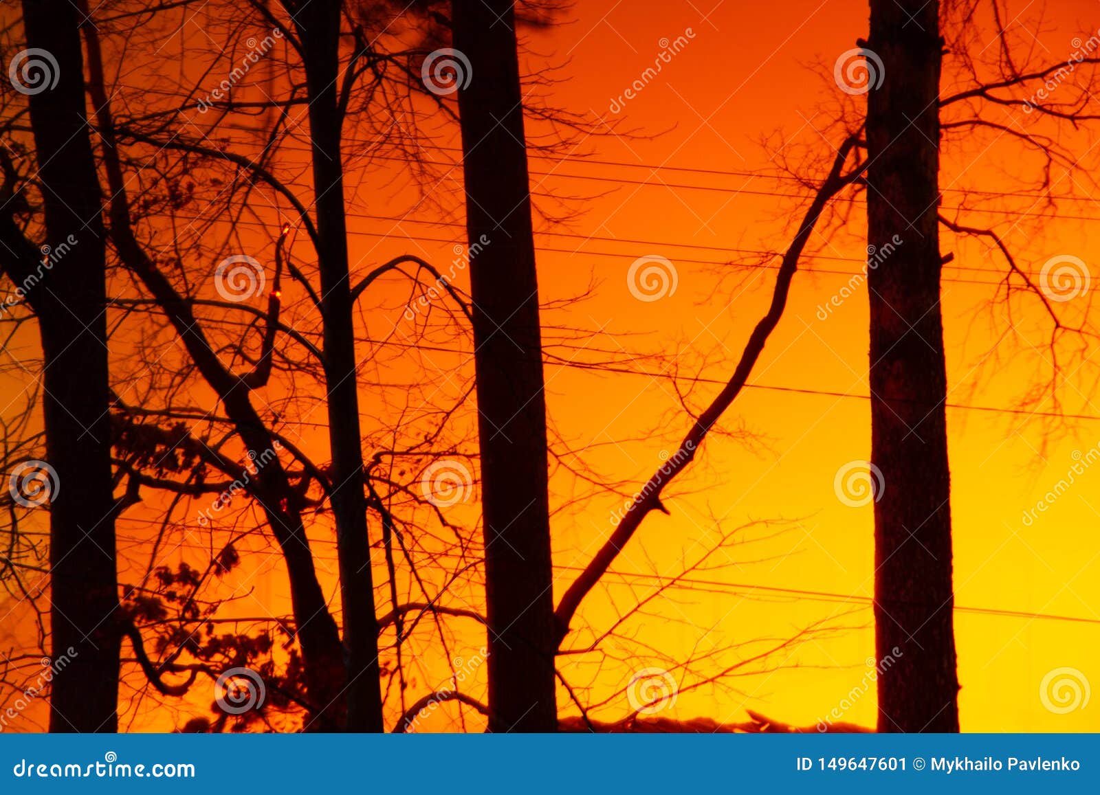 Night Fire in the Autumn Deciduous Forest Stock Image - Image of ...