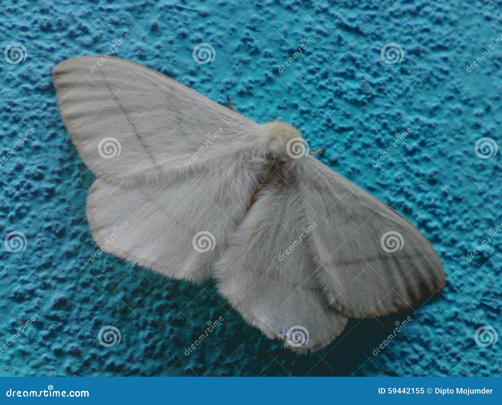 Night Fiy stock image. Image of night, look, beautiful - 59442155